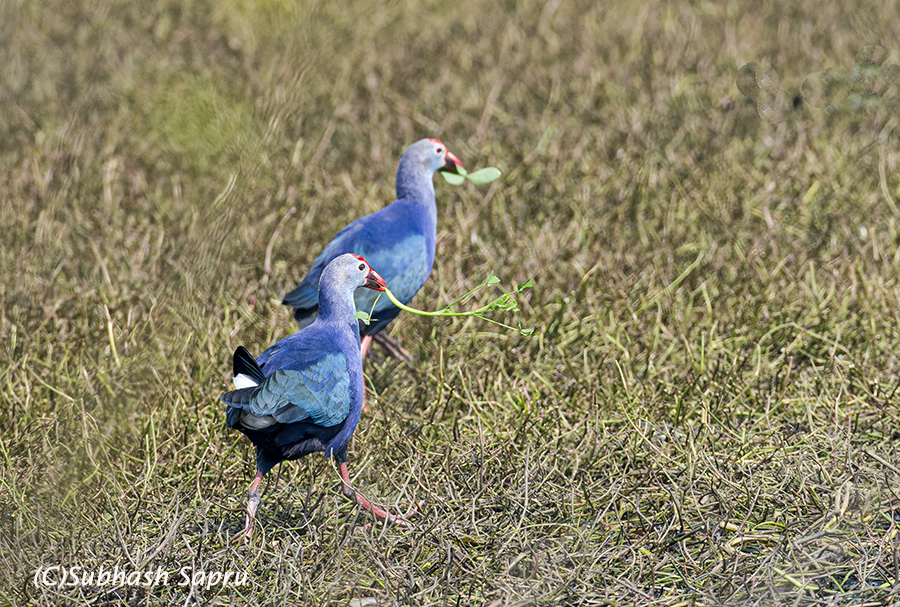 Subhash Sapru's Photography: 2021