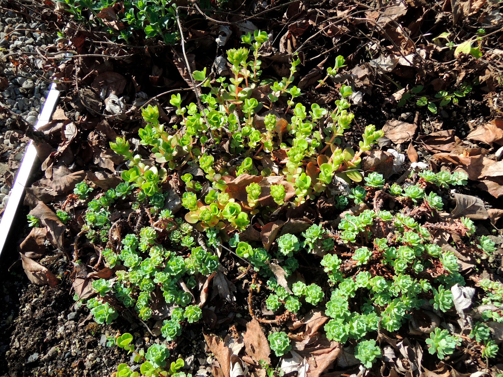 Living Architecture Daily: Native sedums for green roofs - Sedum ternatum