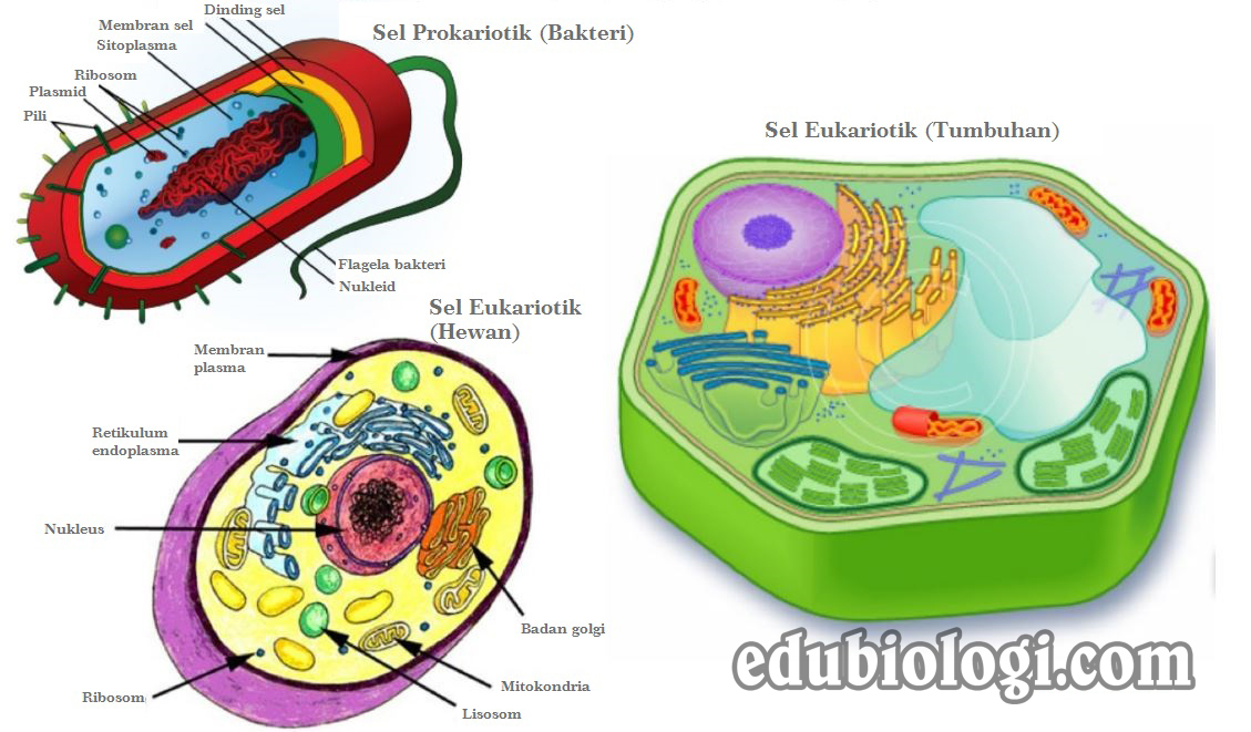 Sel prokariotik Vs Sel Eukariotik ~ SMART GENERATION