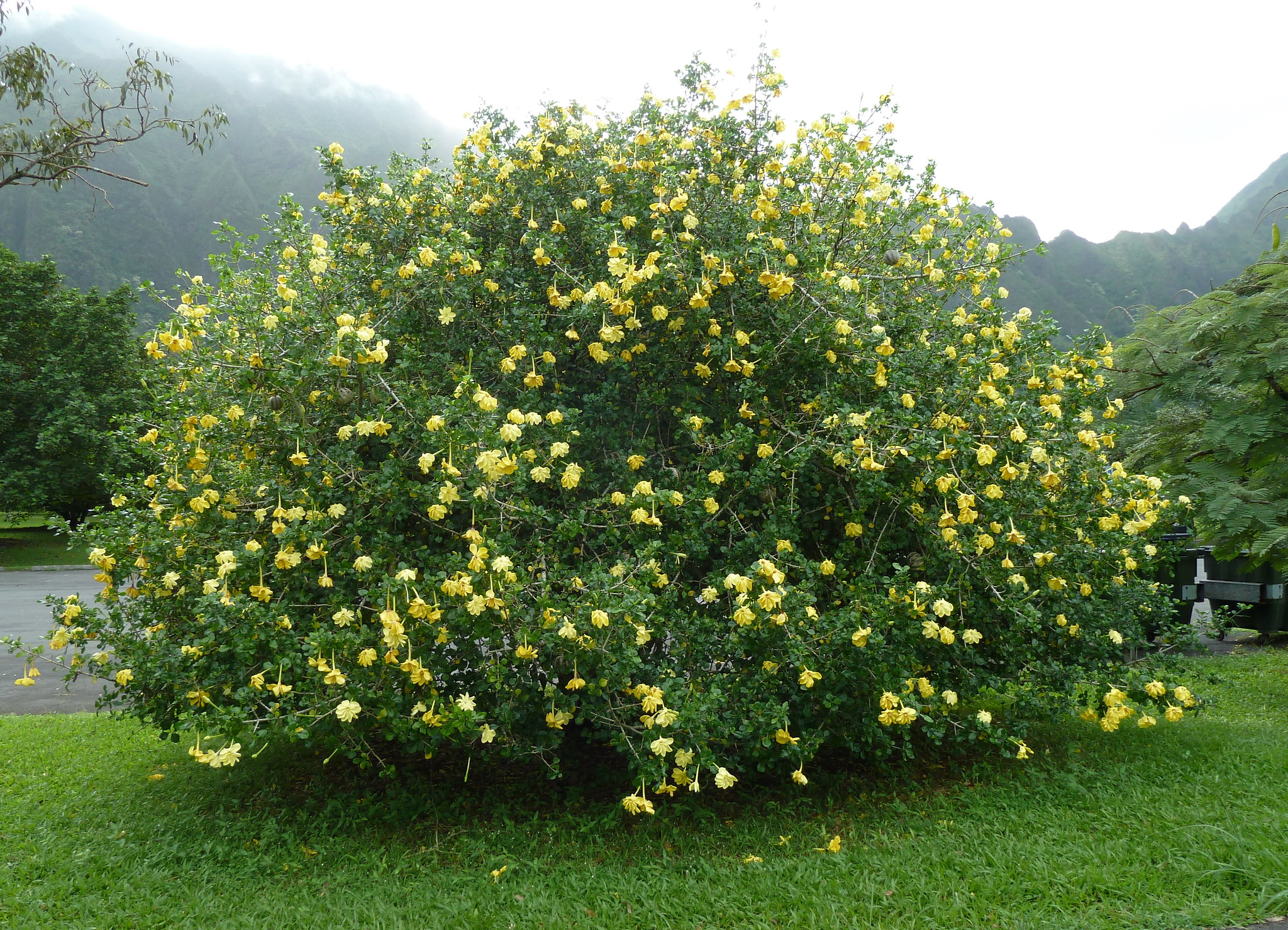 Gardenia volkensii - Transvaal gardenia care and culture | Travaldo's blog