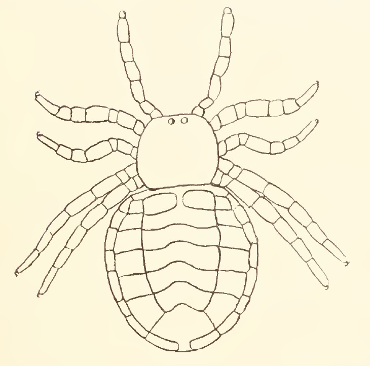 Variety of Life: Trigonotarbida