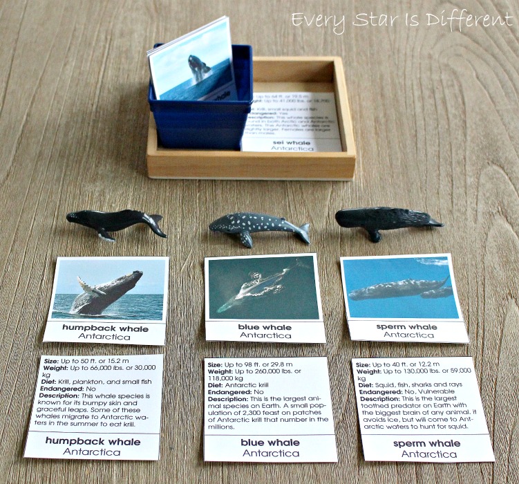 Montessori Antarctica Activities for Kids with Free Printables - Every ...
