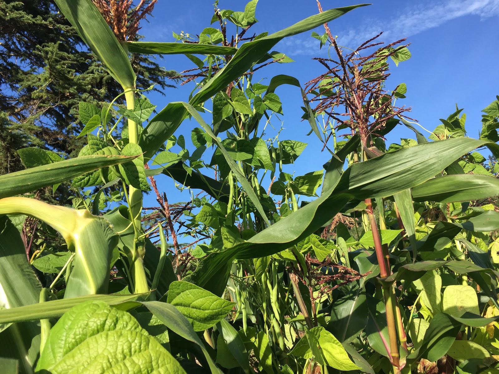 Growing Pole Beans on Corn Stalks