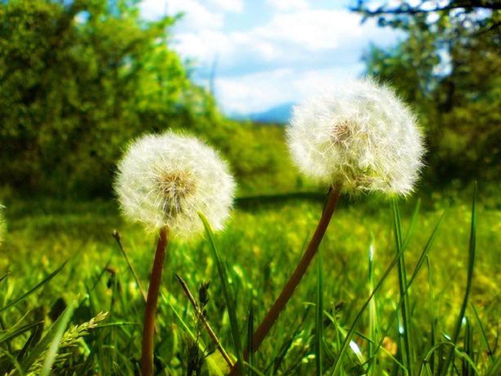 Values in Story: The Two Dandelions - A Parable