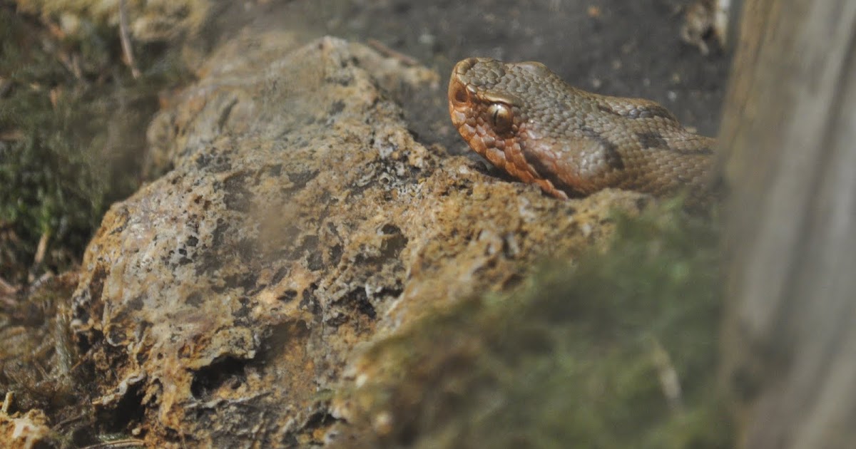 ZOOTOGRAFIANDO (MI COLECCIÓN DE FOTOS DE ANIMALES): VÍBORA ÁSPID / ASP ...