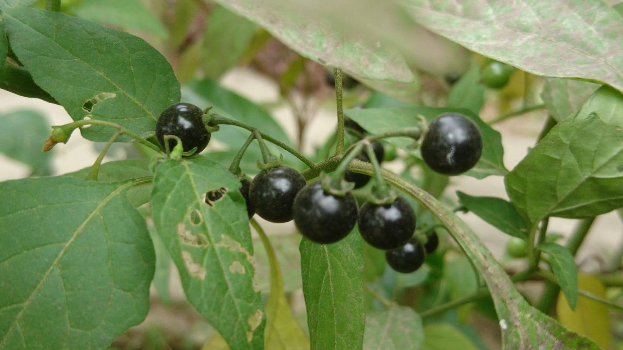 Solanum nigrum