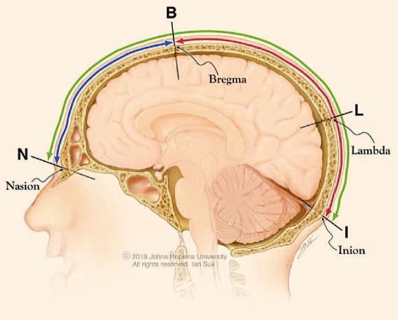 Helge Scherlund s ELearning News Human Skull Dimensions Follow Golden Helge Scherlund s ELearning News Human Skull Dimensions Follow Golden