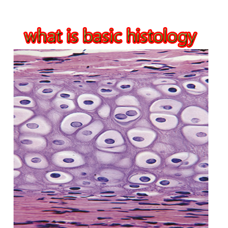 Basic histology - Medical Studant