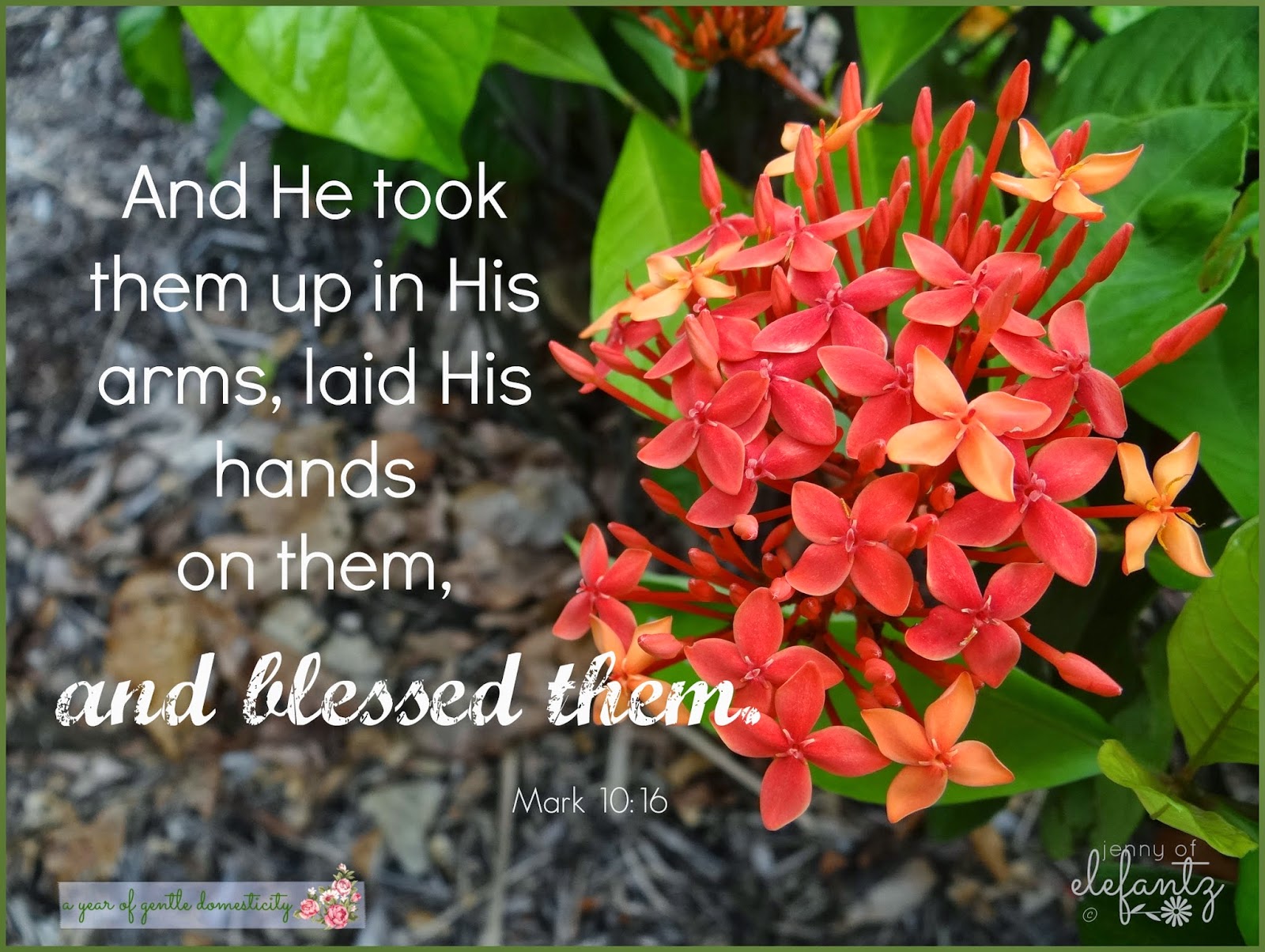 Jenny of ELEFANTZ: domestic reflections sunday ~ mark 10:16...