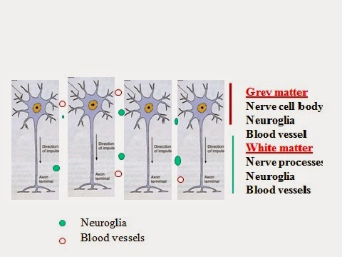 easyhumanatomy: What is grey matter and white matter