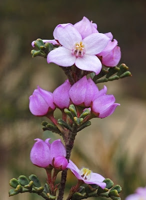 Beauty Of Flowers: Boronia