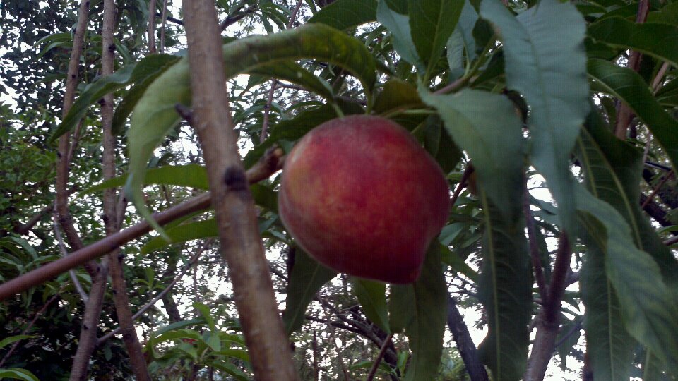 Berries of Miami: Southern Peaches: The Florida Prince (Now is the ...