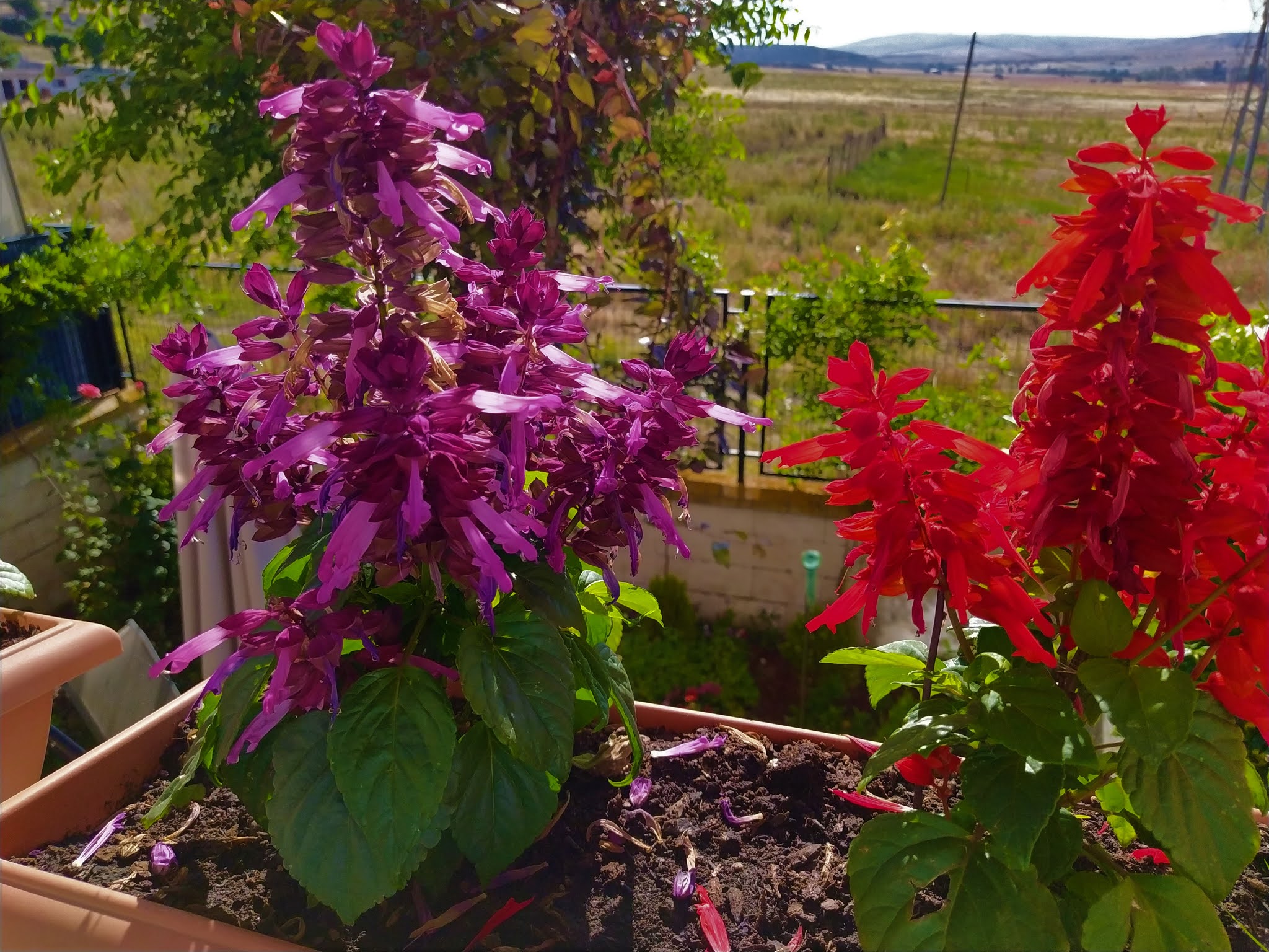 Biosfera vegetal.: Salvia roja (Salvia splendens Sellow ex Schult.).