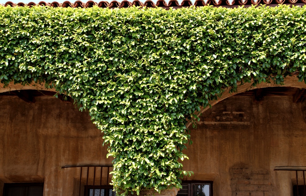 A photo, A thought............: Observation: Creeping fig-draped ...
