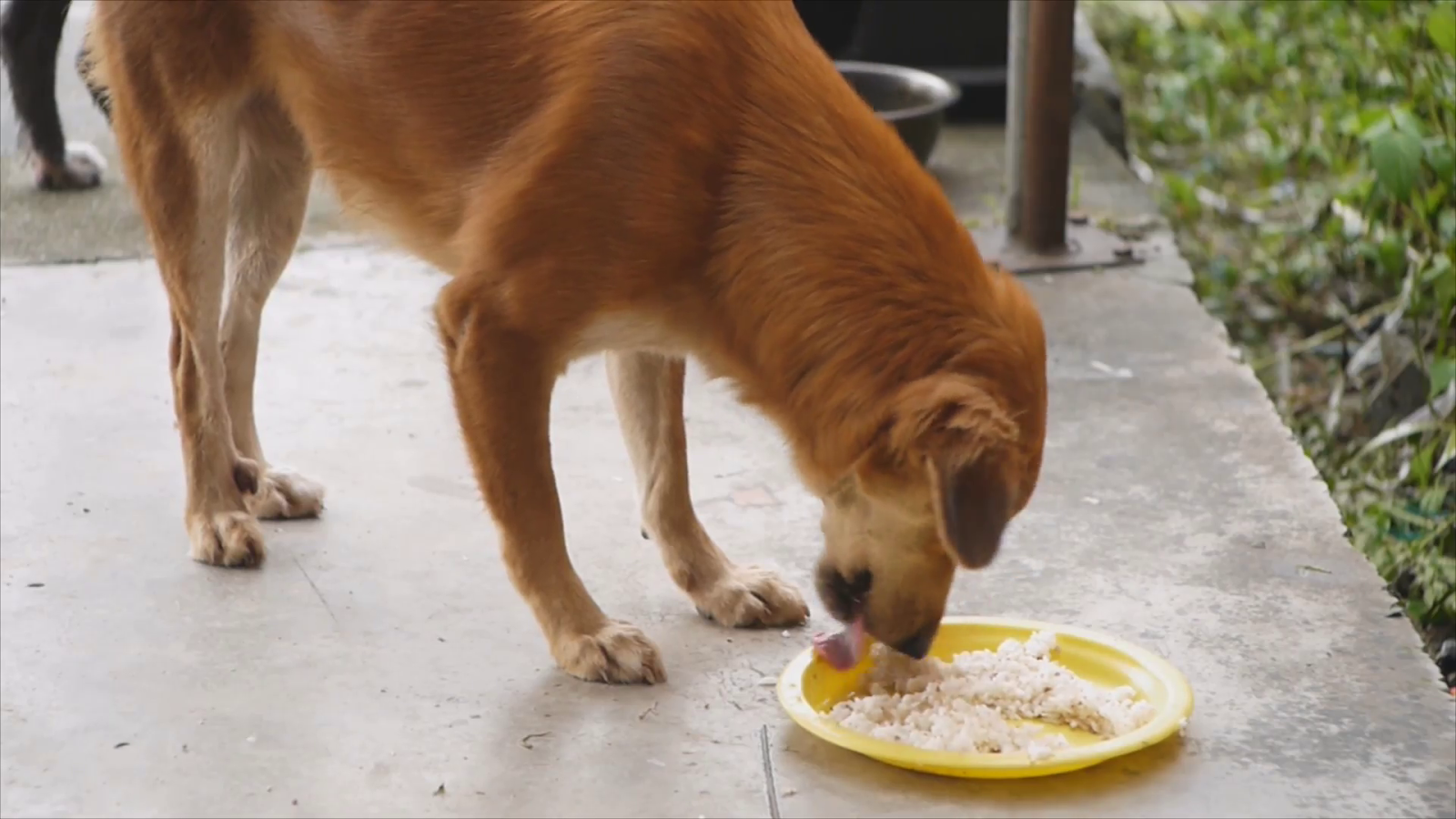 It's a Dog's World: 12 foods that are safe for your dog to eat