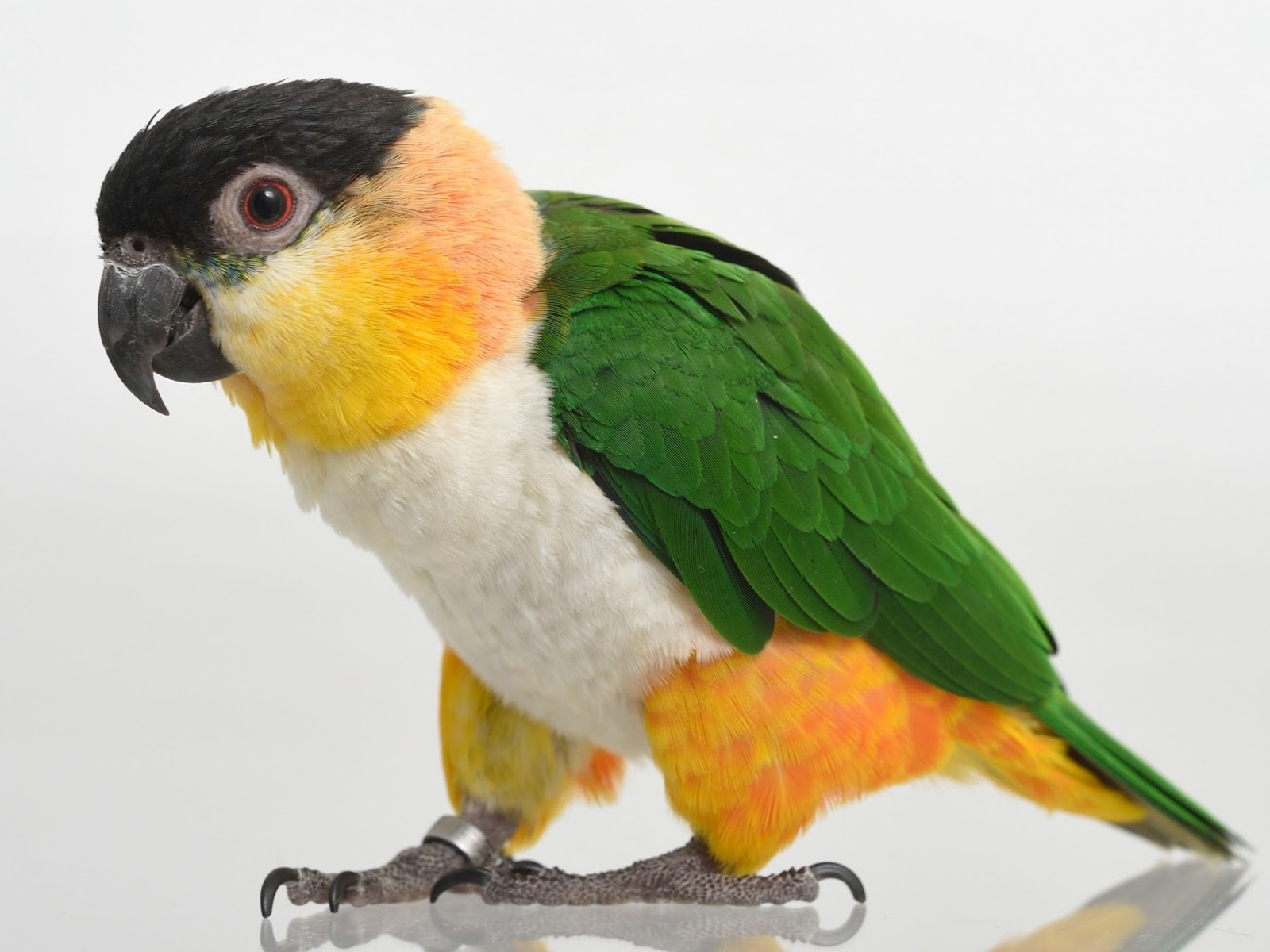Birds at Home: Caique Parrot