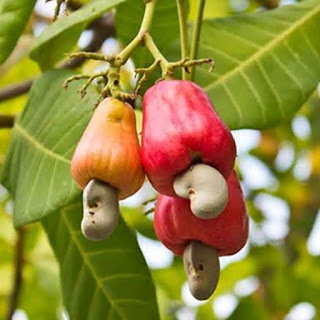 Ditanam Tahun 1985 Jambu Mete di KLU Penyelamat Petani di Era Pandemi ...