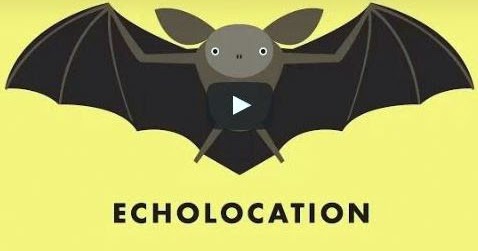 How Bats Use Echolocation