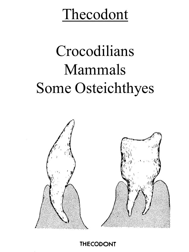 Extinct Animal of the Week: Socketed Teeth