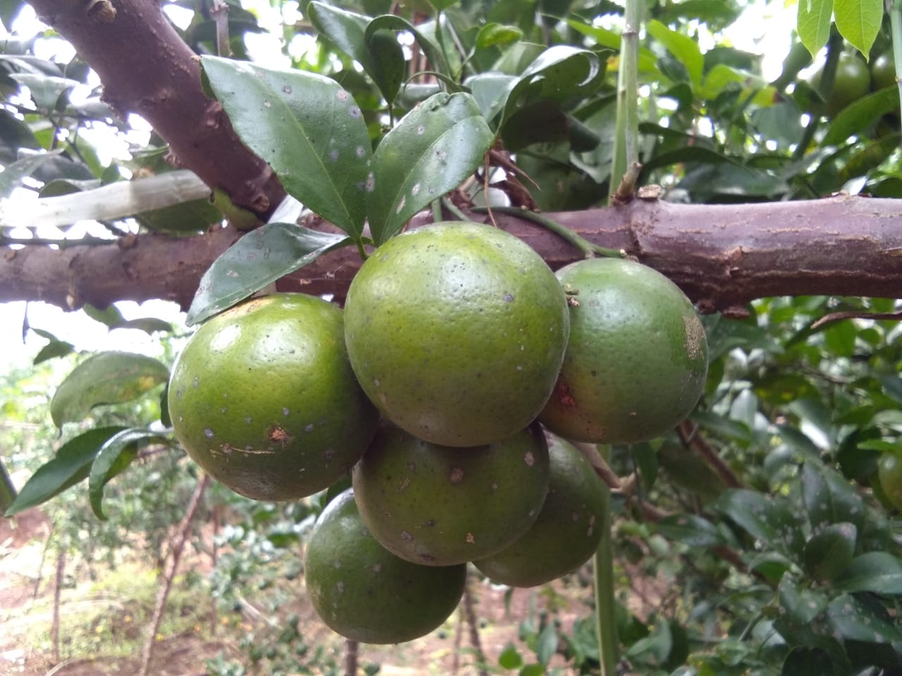 Cara Merawat Tanaman Jeruk Siam - Kebun Pak Tarso Cara Merawat Tanaman Jeruk Siam - Kebun Pak Tarso