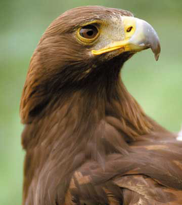 melisa franco: Águila