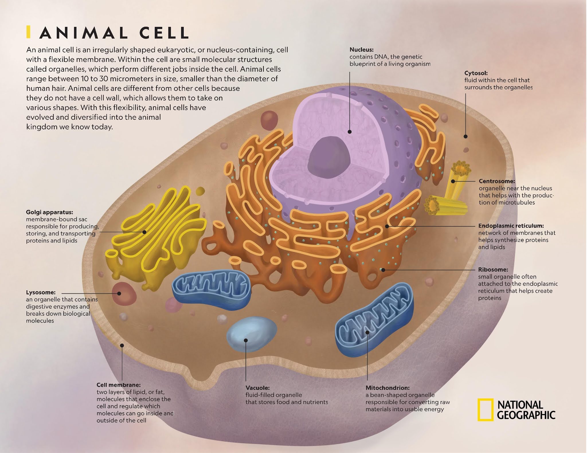 CELL | STRUCTURE,DEFINITION,FUNCTION,DIAGRAM,THEORY - CURIOUS FACTS