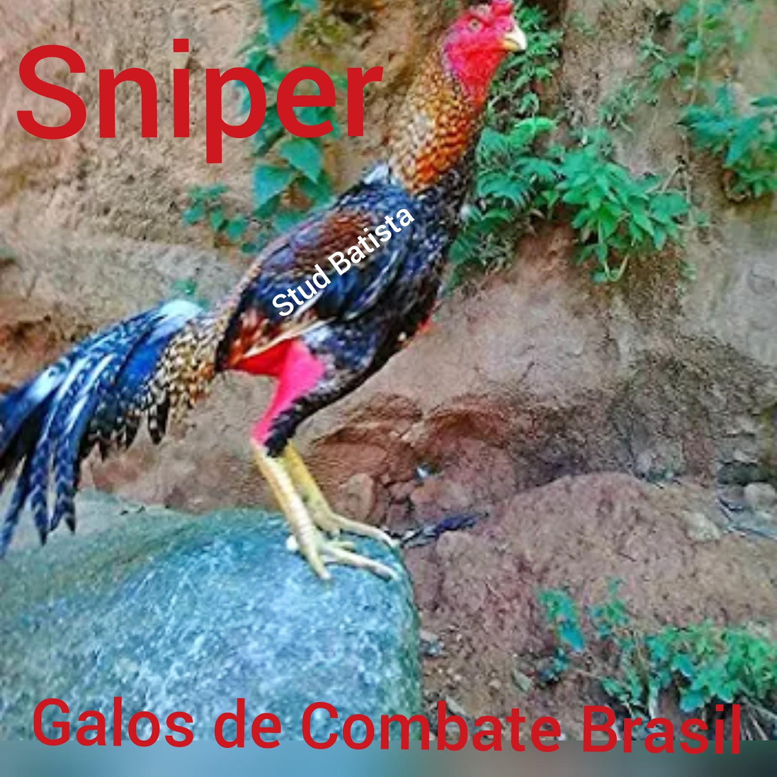 GALOS DE COMBATE BRASIL #2021: UM DOS GALOS MAIS FAMOSOS DO BRASIL