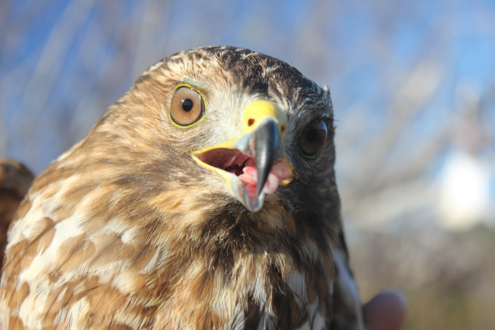 Boom Chachalaca: Red-shouldered Hawk Indeed: Gawk at this Hawk
