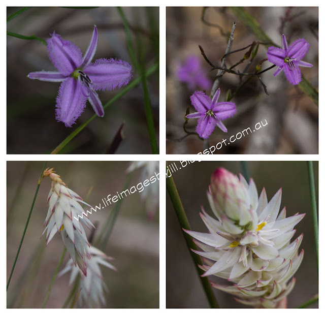 Life Images by Jill: Nannup wildflower walks - & The Lost Flowers of ...