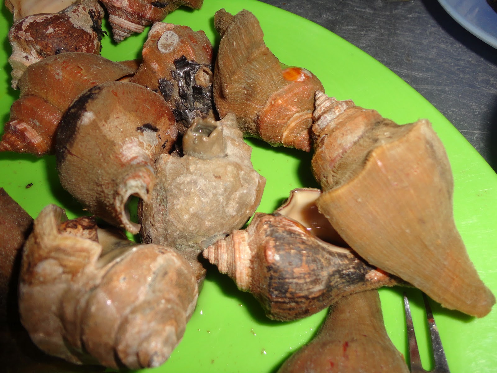 Siput | Suatu Waktu Kita