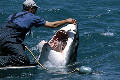 Outback Snack Australia: Swimming with sharks