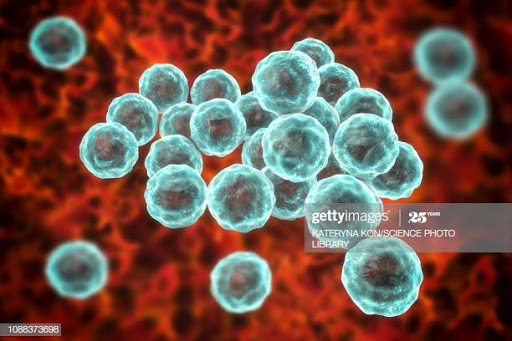 Chlamydia trachomatis and other Chlamydia spp - MCQ on Chlamydia spp ...