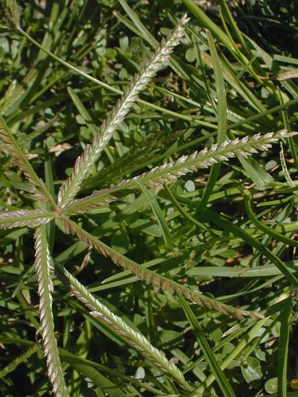 Stay at Home Mom and Kids: Got Grass? Awesome Benefits of Paragis for ...