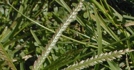 Stay at Home Mom and Kids: Got Grass? Awesome Benefits of Paragis for ...