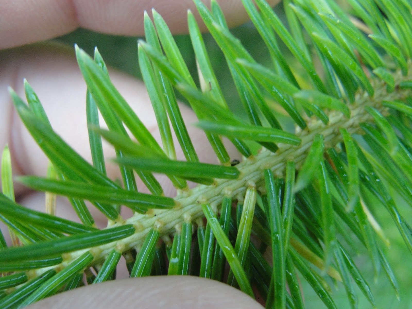 The Outdoor Traditionalist : Coniferous ID using needles