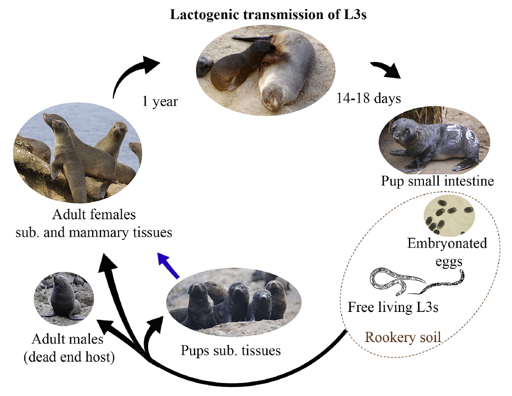 Parasite of the Day: Uncinaria sp.