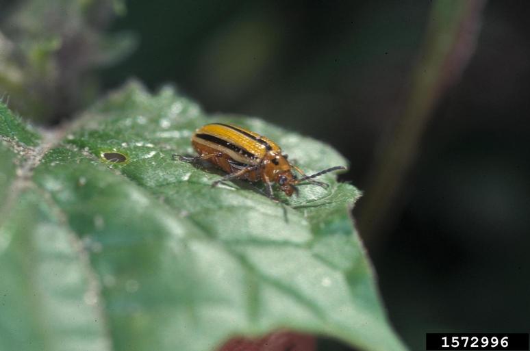 Managing tricky vegetable pests in 2020: Cucumber beetle