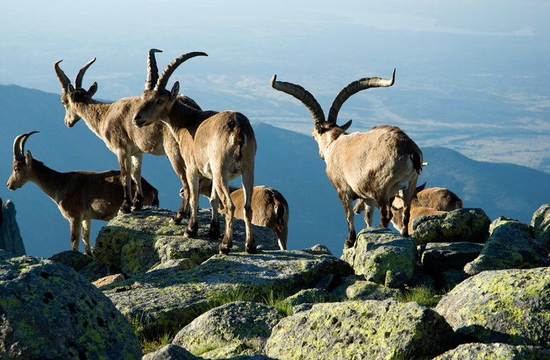 La cabra montés, guardiana de las cumbres
