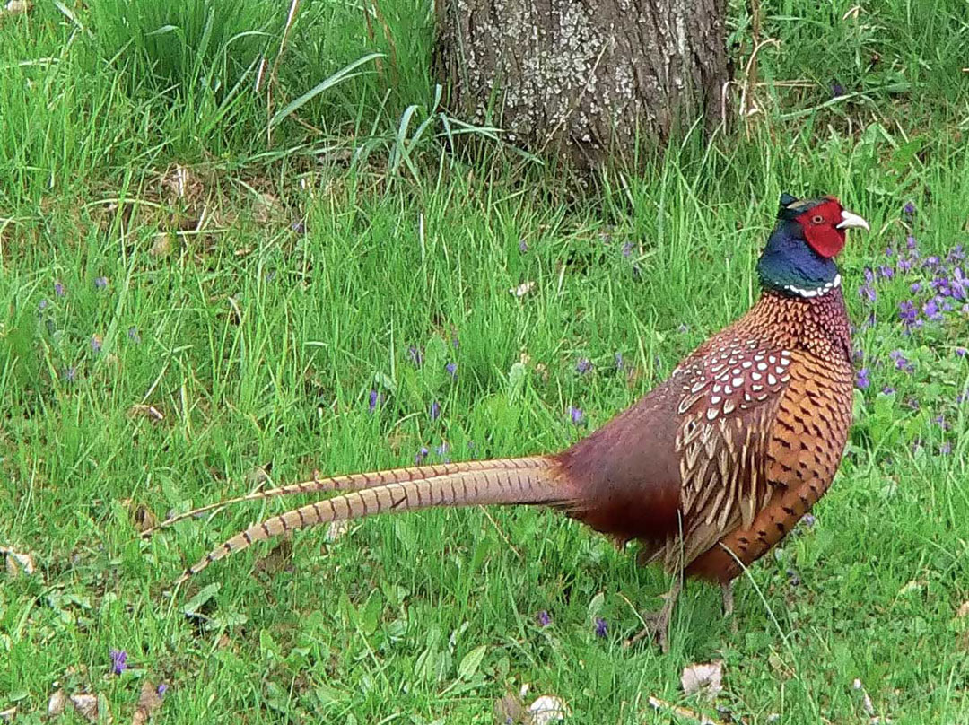 DREAMRIDER: Manipur Zoological Garden & Sahid Minar.
