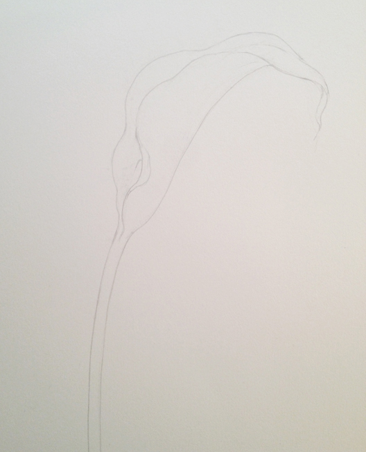 Dianne Sutherland: Monochrome, Ink Wash Tonal Painting of a Calla lily