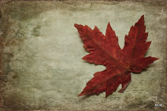 Sweet Leaf Notebook: September 2013