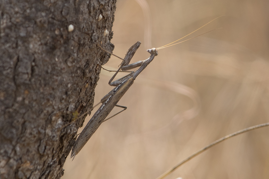 Birds of Saudi Arabia: Fairy Mantis – Tanoumah