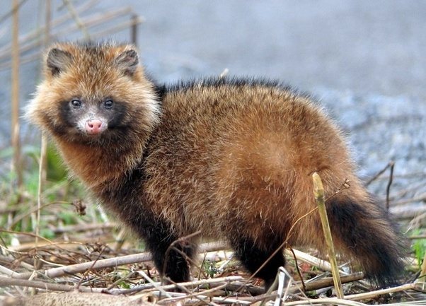 Nippon: Tanuki (狸)