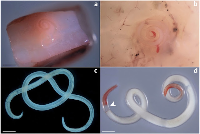 Parasite of the Day: Anisakis physeteris