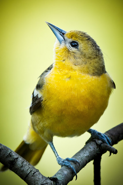 Feather Tailed Stories: Baltimore Oriole