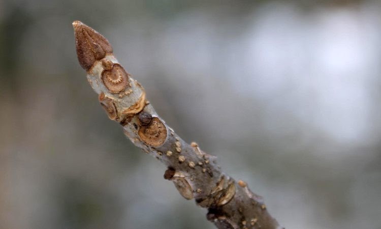 Telling Secrets: The Leaf Scar