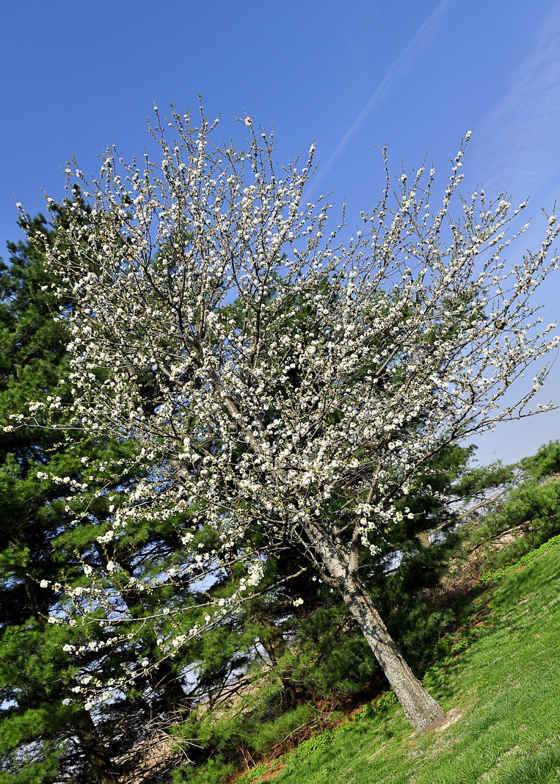 This Farm Family's Life: The Marshmallow Tree...