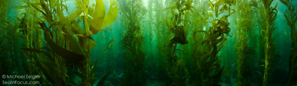 Michael Zeigler | Sea In Focus Blog: Awesome Algae