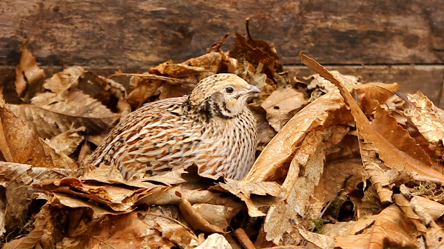 Colours of Coturnix Japonica Quail Part Two - The Golden | The Holistic ...