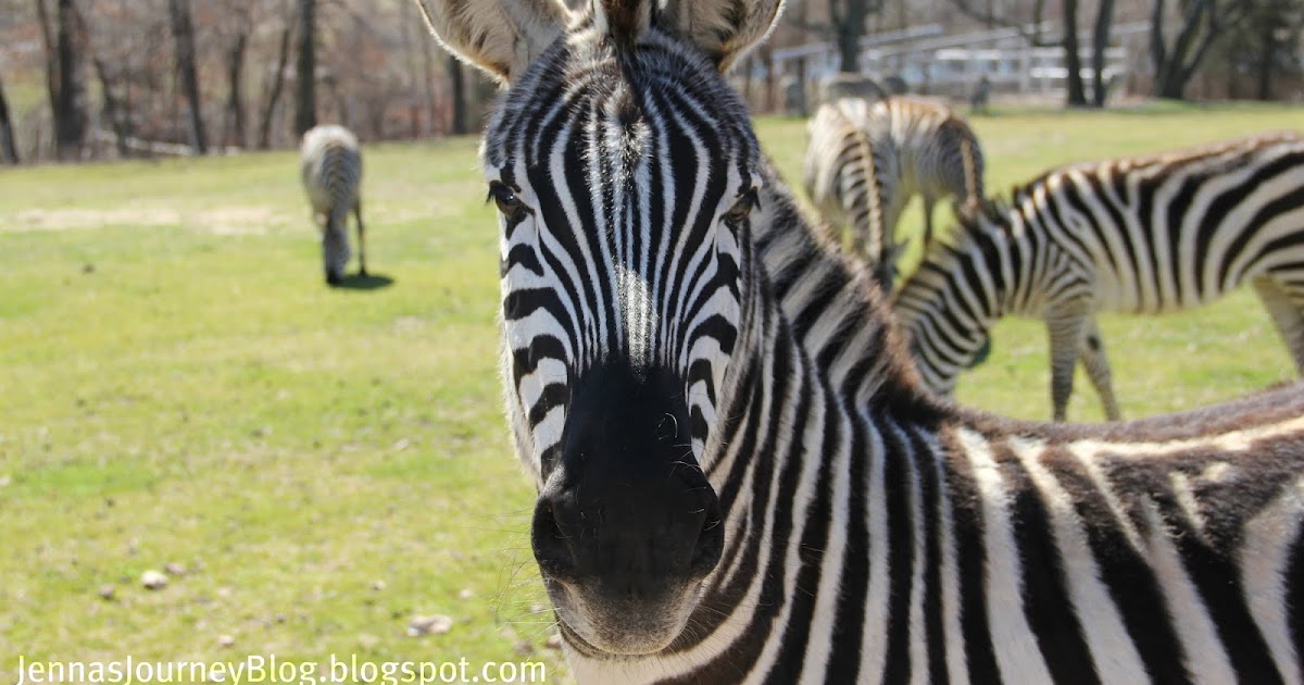 Jenna Blogs: Where the Wild Things are...